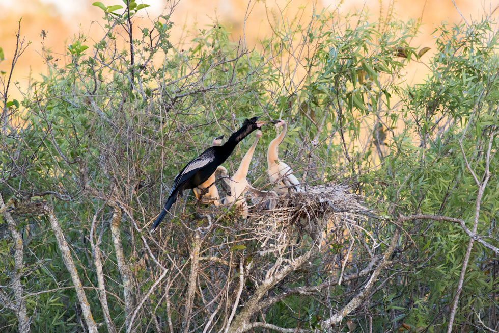 Everglades National Park is AMAZING. Go there. – The Backyard and Beyond